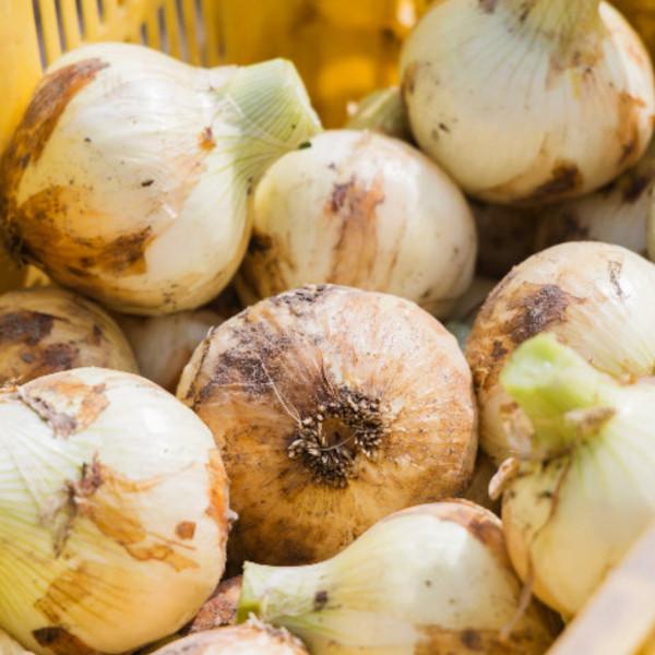 淡路島の自然と、生産者のまっすぐな想いから生まれた「淡路島の極味玉ねぎ」。「有機完熟堆肥」を惜しみなく土に混ぜ込み、微生物がのびのびと働く健やかな土で育てています。最大の魅力は、そのまま生で味わったときの美味しさ。かじった瞬間、しゃきっとし...