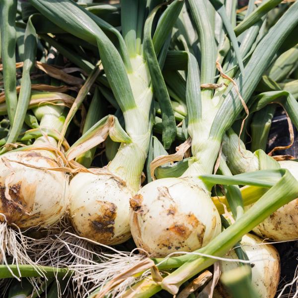 淡路島の自然と、生産者のまっすぐな想いから生まれた「淡路島の極味玉ねぎ」。「有機完熟堆肥」を惜しみなく土に混ぜ込み、微生物がのびのびと働く健やかな土で育てています。最大の魅力は、そのまま生で味わったときの美味しさ。かじった瞬間、しゃきっとし...