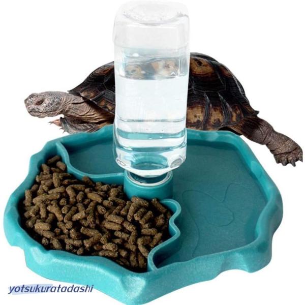 爬虫類 トカゲ クモ カメ 餌やり 皿 水のみ 簡単