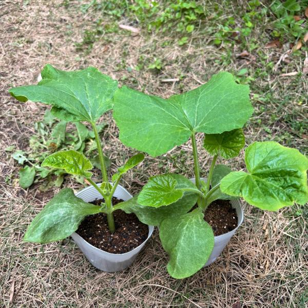 ラグビーボール型の黒皮の実が次々と実り、ホクホク濃厚な味わいです。収穫後1〜2ヶ月おくとさらにおいしくなります。固定種・農薬不使用。種を採れば翌年も繋げます。2ポットセットでお届けします。