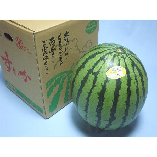 日本一のすいかの収穫量を誇る熊本の中で、管内の植木、山鹿地区は全国的にも有名なすいかの一大産地で御座います。ハウスを利用し果実は一株一果に制限、品質管理や生産履歴などを徹底し、高品質のすかいの生産に努めて、シャリシャリとした食感と十分な甘さ...