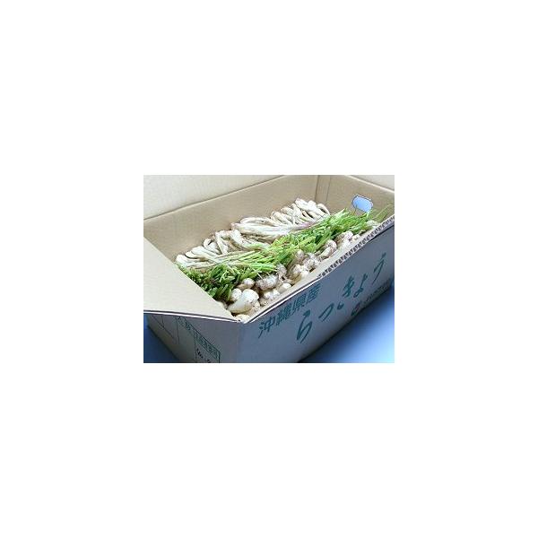 島らっきょうは、本土で栽培されるらっきょうよりも小ぶりで細長く、香り、辛みが強いのが特徴です。旬のこの季節、塩で軽くもんで生ならではの食感と味わいが楽しめる浅漬けや、おつまみにおかずにも最適なてんぷら等にして沖縄ならではのその特徴的な味わい...