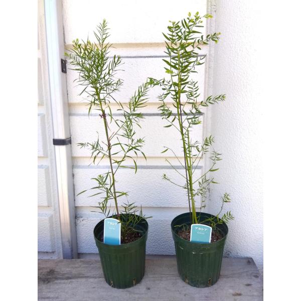 ■アカシア　Fimbriata（フィムブリアータ）　（6号プラ鉢植え・根元から高さ６０ｃｍ位　）※商品情報 (１個の価格です　）＊花　：クリーム色＊余り大きくならず横に広がるため、支柱をして剪定しています。＊個々に多少　樹形と大きさがことな...