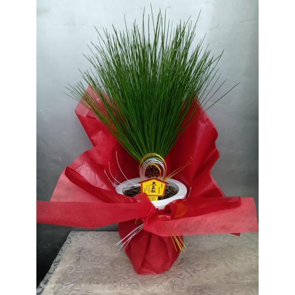 ＊葉が長い松　大王松　　【花言葉は不老長寿】■お正月飾り、白寿、米寿などのお祝いにどうぞ。・6号鉢　1本植え・鉢底から高さ　５５〜６５ｃｍ・葉幅　　     　３０〜４０ｃｍ　大きくなるともっと葉が長くなりますが、＊ラッピングしてお届けいた...