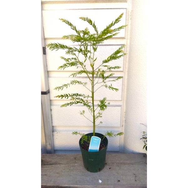 ■アカシア　Fimbriata（フィムブリアータ）　（６号苗用プラ鉢・鉢底から高さ７０〜７５ｃｍ位）鉢の大きさ・直径16.5ｃｍ　Ｈ17cm※商品情報 (１個の価格です　）＊花　：クリーム色＊余り大きくならず横に広がるため、支柱をして剪定し...