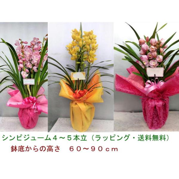 ☆シンビジューム　【ラッピング（リボン・カード文字料無料）送料無料】4〜５本立（鉢底からの高さ：６０〜９０ｃｍ）【注意】＊送料無料ですが、北海道と沖縄は、別途送料が必要です。＊この商品は、ラッピング込み（リボン・お祝いカード無料）なのでギフ...