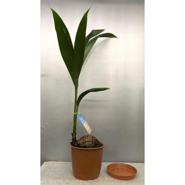☆ココヤシ　茶鉢植え＊鉢底からの高さ９０~１００ｃｍ茶プラ鉢・茶受け皿付き鉢：直径 21,5ｃｍ　H=17,5ｃｍ＊注意・下の方の幼葉の葉先はカットしている場合がございます。・高さが高いため、多少葉を曲げてお送りいたします。・寒さに弱いので...
