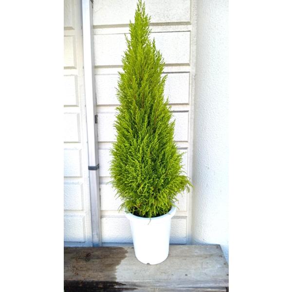 ゴールドクレスト・ウイルマ８号鉢植え☆在庫処分品　　鉢底から先端まで　１１０ｃｍ~・８号プラ鉢（H=26cm ・直径26ｃｍ）■注意＊商品の価格はお安いですが、大きなBoxでお送りいたしますので、送料がお高くなります。＊発送の梱包は先端を多...