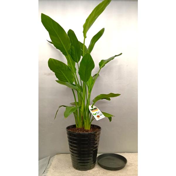 ■ストレリチア・レギネ・黒陶器鉢植え・３株植えオーガスタに比べ、葉が厚く小さい、寒さと耐陰性にも優れているので、管理が簡単　　＊プラの白受け皿付■注意葉が奇麗なレギネですが、性質上時期によりましては、多少葉先をカットしている場合がございます...