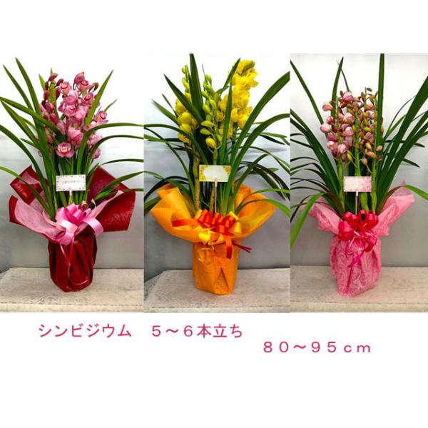☆シンビジューム　5〜6本立ち（鉢底からの高さ：８０〜９０ｃｍ位）用途とメッセージが有ればお知らせください。☆注意*寒さが厳しい地域への発送が出来ない場合があります。＊北海道と沖縄にはお届けできません。＊個々に多少の花付、大きさ違いがありま...
