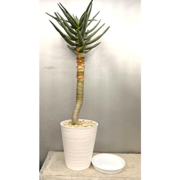 ・アロエ・ディコトマ　　　（1本立ち・幹の直径が５ｃｍ）　□大きさ鉢底から先端までまで：９５〜１００ｃｍ□鉢　直径２４ｃｍ　Ｈ＝２６ｃｍ（白セラアート樹脂８号鉢植え）＊注意・このアロエの性質上、古くなった葉の先が茶色くなってきます。　　　　...