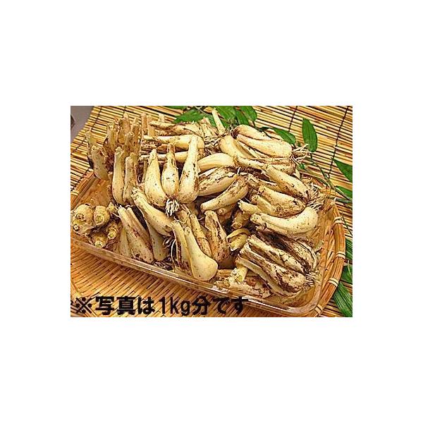 品名　土付きらっきょう　1年堀土ラッキョウ お届け指定日不可　5月末以降順次ご発送品掘った生のままを土付きで根の部分等入った量でのお届けとなります。従いまして、土や枯れゴミ等も付いております。ご使用の際には必ず洗いとって下さい。生ラッキョウ...