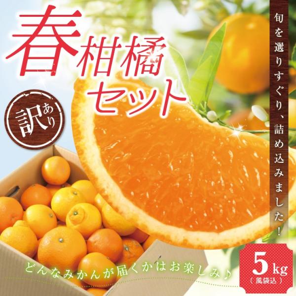 【商品】訳あり春柑橘セット【内容】5kg（風袋込）【賞味期限】生ものですので、お早目にお召し上がりください。【保存方法】冷暗所【産地】和歌山産出荷時期によって内容がことなります。