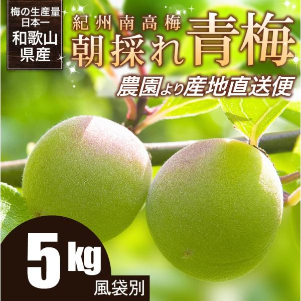【商品】青梅 （紀州南高梅）【内容】5kg入(風袋別)【サイズ】Lサイズ以上（サイズは不揃いとなります。）【賞味期限】生ものですので、お早目にお召し上がりください。【保存方法】冷蔵【原材料】青梅【産地】紀州和歌山産※商品は自然のものになりま...