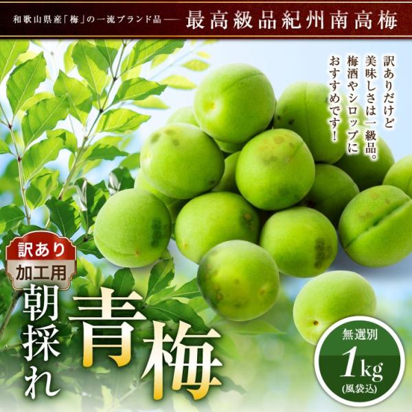 【商品】青梅 訳あり【内容】風袋別 1.0kg【サイズ】サイズ不揃い（M〜4L）【配送方法】クール便【賞味期限】お早目にお召し上がり下さい【保存方法】冷蔵【原材料】青梅　訳あり【産地】紀州和歌山産※商品は自然のものになりますので、収穫時期は...
