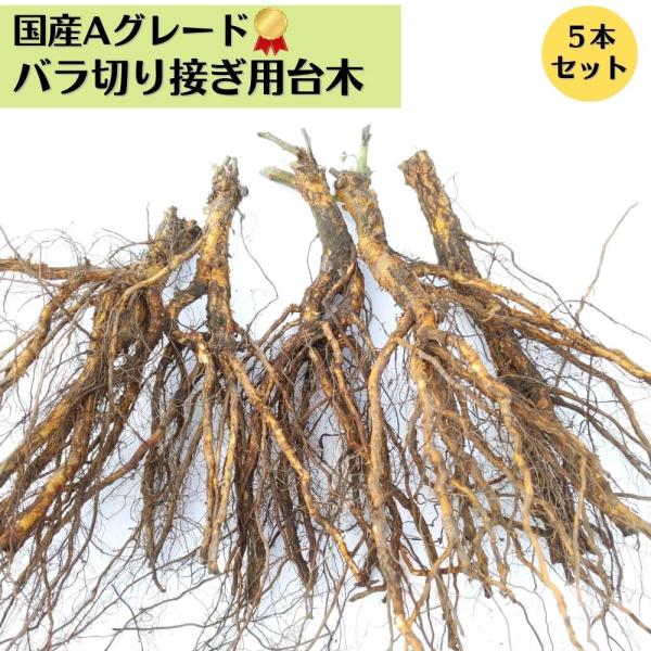 自分でバラの接ぎ木にチャレンジ！！国産Aグレード品で品質抜群です！！商品詳細植物 バラ用台木科名 バラ科注意点 ※バラ苗は品種により販売目的での増殖が禁止されている物もありますのでご注意ください。◆送料無料（北海道・九州は+300円別途送料...