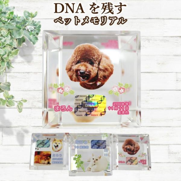 ●本体サイズサイズ（約）：幅約7cm×高さ約7cm×奥行約4cm大切なあの子の「DNA」を抽出いたします。はじめにDNA採取キットをお送りいたします。DNA解析後、証明書および、DNAを貼付したモニュメントをお届けいたします。納期につきまし...