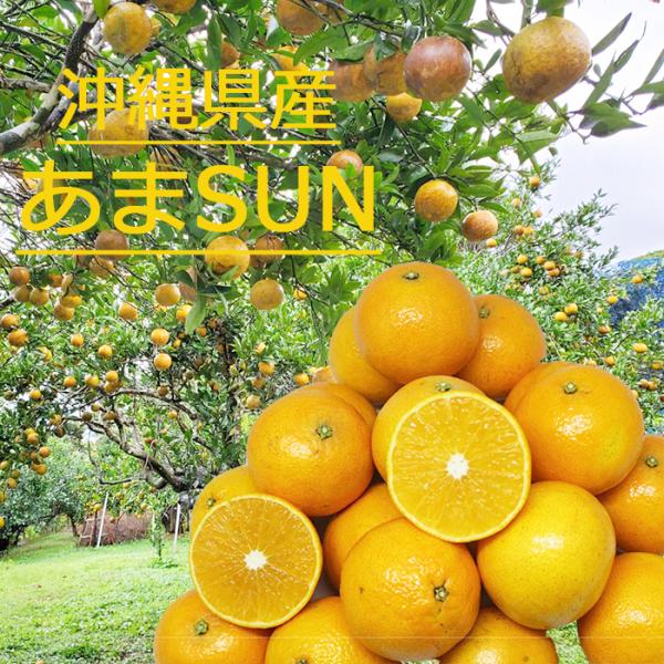 《お試し価格》あまSUNは他のみかんと比べ果汁がとても多く、糖度は12度程あり濃厚な甘みがします。この「あまＳＵＮ」はＪＡ等級「優品」です。こちらはサイズ不揃い、若干表面に擦り傷があるため、【優品】となりますが、甘味が変わらない美味しいです...