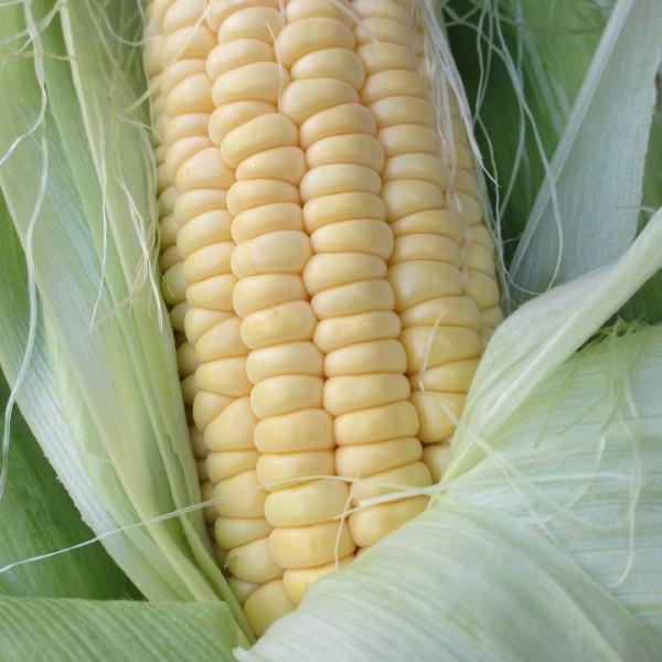 温暖な沖縄だからこそ、冬のスイートコーンです。皮ごと丸焼きにしても美味しいです！！国内でも珍しい沖縄県産スイートコーンお届けします。小さ目で実の入りが良くないものも混ざる事が在ります。柔らかく、濃い甘味でジューシー【内容量】５kg　　生のと...