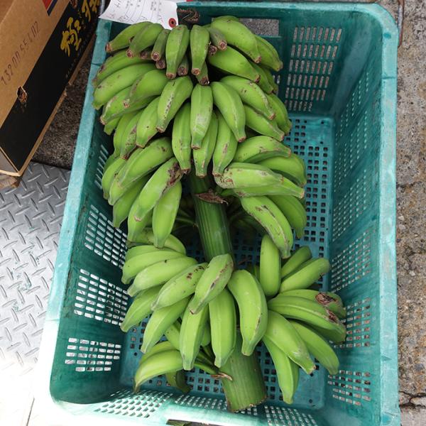 【バナナは常温発送の為、クール便設定の商品と同梱不可】人気の高い沖縄県産のゴールデンスウィートバナナです。追い熟して、黄色くなり、柔らかくなると食べ頃です。その後はできるだけ早くお召し上がりください。