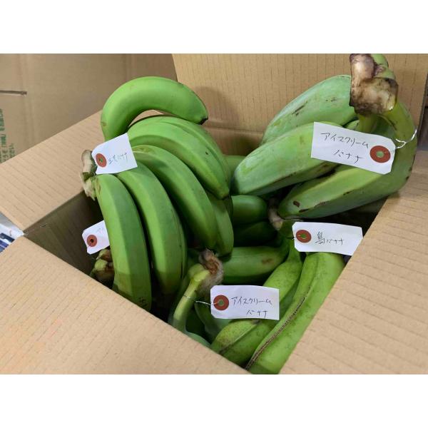 沖縄県産のバナナをその時おすすめの品種２〜3種類を選びお送りいたします。もちもち触感の銀バナナや追熟させても天ぷらでも美味しい野菜バナナ、一番人気がある島バナナ、酸味が特徴の三尺バナナ、甘さが際立つゴールデンスイートバナナなど、沖縄たま青果...