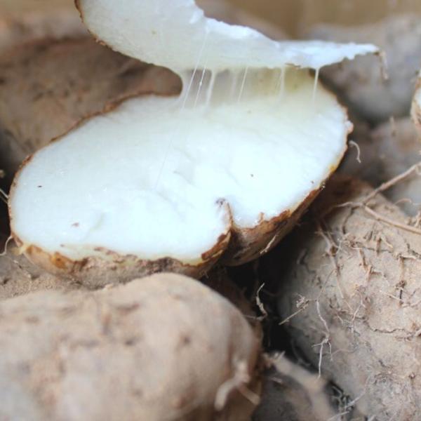 粘り強く濃厚な山芋！美味しさそのまま！通常の山芋よりも粘り気が強く、擦って様々な料理にできます。生で食べても美味しいですが、火を通してもホクホクで美味しくお召し上がりいただけます！早速食べてみましたが、うまい！粘り気があって！元気がでる！本...