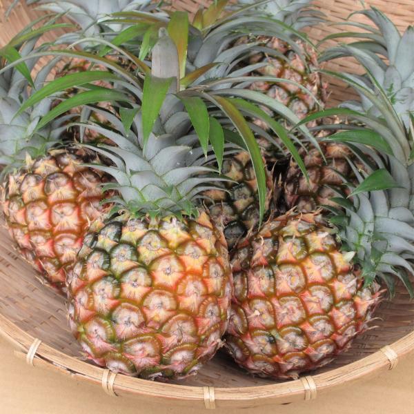 10〜12玉入りです。甘さがふんだんに詰まっている桃の香りがほんのり香るパインです！ピーチパインとは、パイナップル科のソフトタッチ種の事で、平成９年度より沖縄で栽培された沖縄生まれの新品種です。ピーチパインの特徴としては、一般のパイナップル...