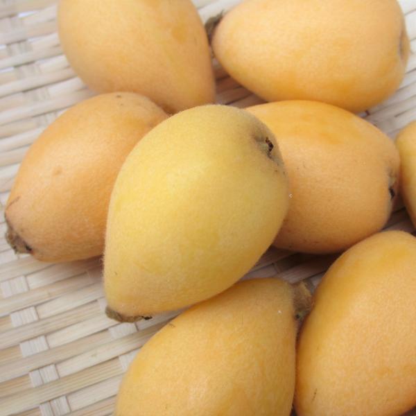 【先行ご予約受付中】初夏の訪れを感じさせるフルーツ。じめじめした時期に橙色に光る甘みたっぷりの果実【ビワ】です！幼少の頃は近所になっていたので、よくもぎ取って学校帰りのおやつとして食べていた思い出です！食べだしてしまうと止まらなくなる、あの...