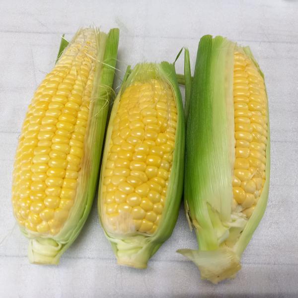 沖縄県産 島野菜 スイートコーン　イエロー、バイカラーのどちらかで発送させていただきます。とってもあま〜いトウモロコシ、そのままでももちろん美味しいですが、焼いても茹でても間違いない美味しさです。お子様にもおすすめ！ママへのプレゼントで食卓...