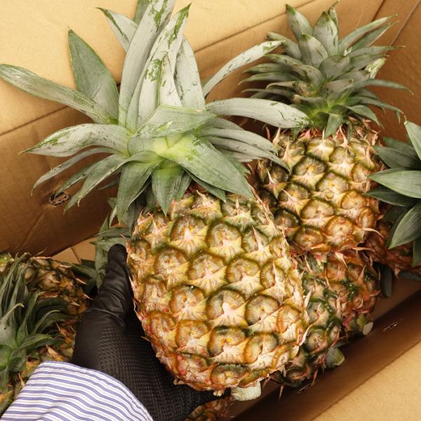 この時期の島パインは甘いだけでなく酸味もしっかりあり、甘酸っぱい物が好きな方に特におすすめです。■品名：島パイン■生産地：沖縄県産■内容量：約1玉■■要確認■■自然のものですので雨や台風による天候の変化や品不足など品質維持が出来ない場合がご...
