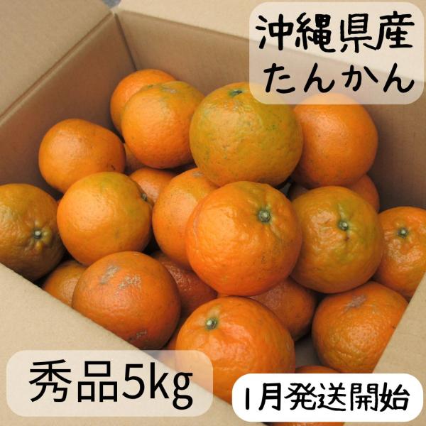 沖縄よりタンカンを産地直送。普通の温州みかんとは一味違ってオレンジの様な味わいがします。糖度が高く沖縄県民にも人気のある柑橘です。ぜひ一度味わってください。新鮮なタンカン果実秀品５キロお届け！ビタミンC豊富で多汁で、ほどよい甘さと酸味が人気...