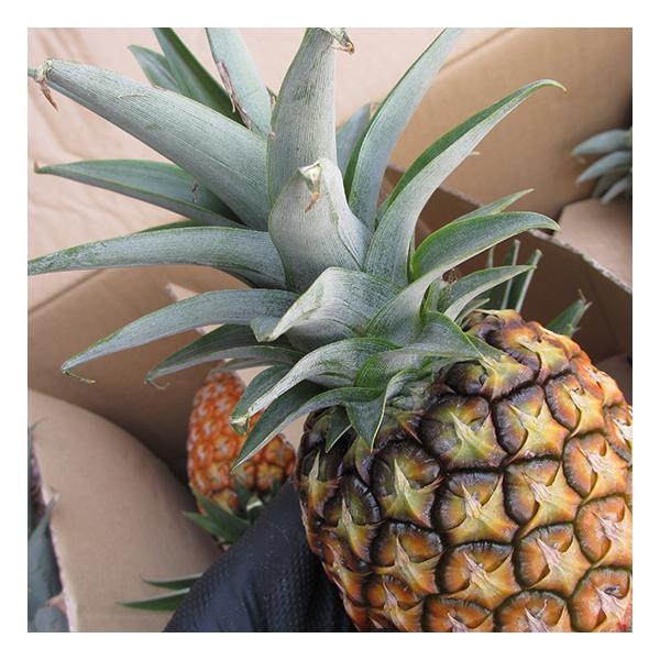 この時期の島パインは甘いだけでなく酸味もしっかりあり、甘酸っぱい物が好きな方に特におすすめです。■品名：島パイン■生産地：沖縄県産■内容量：約1玉■■要確認■■自然のものですので雨や台風による天候の変化や品不足など品質維持が出来ない場合がご...