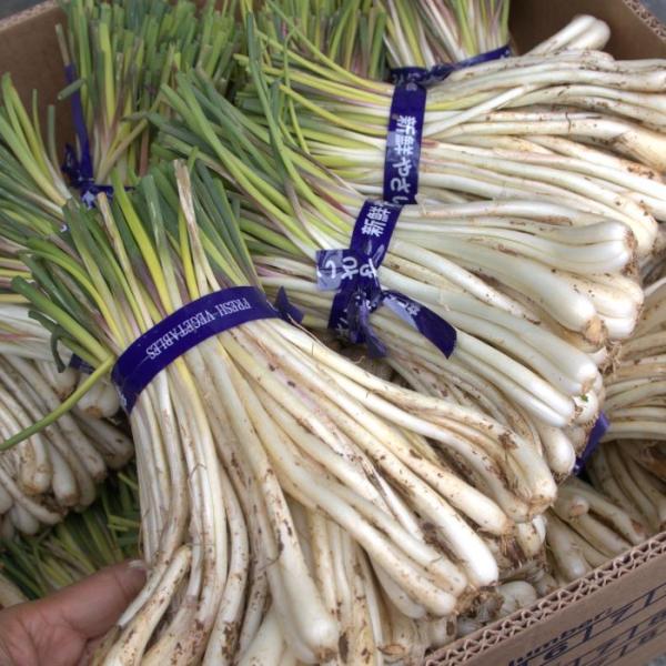 【発売日：2026年04月23日】沖縄県産島らっきょうお待たせいたしました！新物が入荷しています。鮮度抜群で、可食部が多く塩にもつかりやすい！天ぷらや、漬物に最適島らっきょう好きの皆さん大集合。 ◎ヘルシー野菜♪♪♪沖縄県産島野菜として人気...