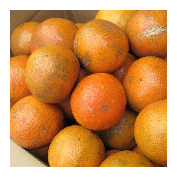 柑橘の王様とも呼ばれる、桶柑（タンカン）は、柑橘類の中でも最も糖度が高い、亜熱帯の島・沖縄を代表する冬の天然スイーツです。お歳暮やお年賀などの贈答用にも最適です。■■要確認■■この商品は早期予約販売商品です。商品の出荷は、1月下旬（1/20...