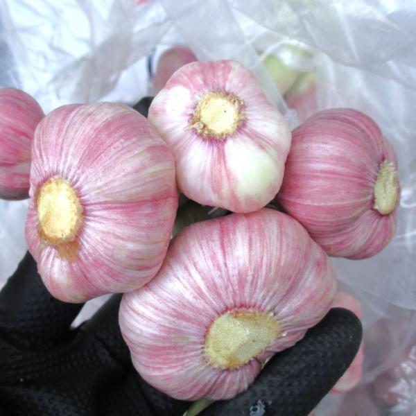 【保存方法】沖縄産フレッシュ「ニンニク」乾燥させて保存するのが一番です。また、お漬物にするのも良いですね。にんにくは通気性の良いカゴやネットなどにいれて、涼しく風通しの良い湿気が少ない冷暗所で保存しましょう。風通しの良い処にぶら下げて乾燥さ...