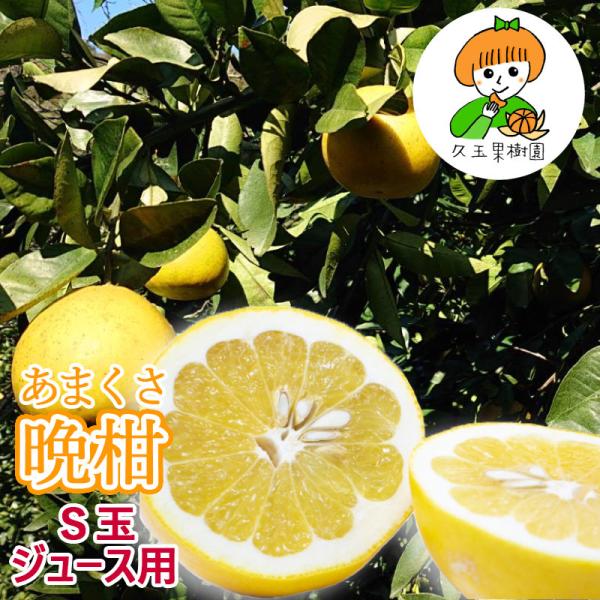 熊本 天草 牛深産 晩柑 ジュース・ジャム等に！天草牛深の海の潮風と温暖な気候で育まれた美味しい晩柑です。