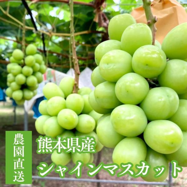 熊本県宇城市「清水果樹園」シャインマスカット不知火町は熊本県特産品の柑橘類の一大産地と言うこともあり、農業が盛んです。海からの潮風で天然のミネラルを溜め込んだ美味しいフルーツが育ちます。清水果樹園の主力品の一つで、今話題のシャインマスカット...