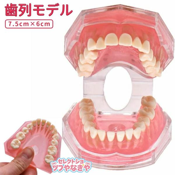 商品説明教育、説明、歯科医からの学習、患者とのコミュニケーションに使用されます。すべての歯を取り外して再取り付けできます。視覚的に説明するとわかりやすいようで、とても上手になります。歯の構造や並び方がわかりやすい歯列模型なので、子供の歯磨き...