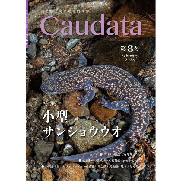 【発売日：2026年03月19日】両生類・爬虫類専門雑誌 Caudata第８号の特集は小型サンショウウオ。人目につくことの少ない小型サンショウウオ。その生態も環境も殆ど知られていません。そんな彼らに少しでも迫った特集になります。その他にも両...