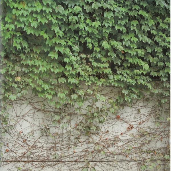 タイトル：　SMASHING ANTHEMSアーティスト：　水樹奈々※中古品ですので、歌詞カードの色褪せ・折れ・汚れなどがある場合がございます