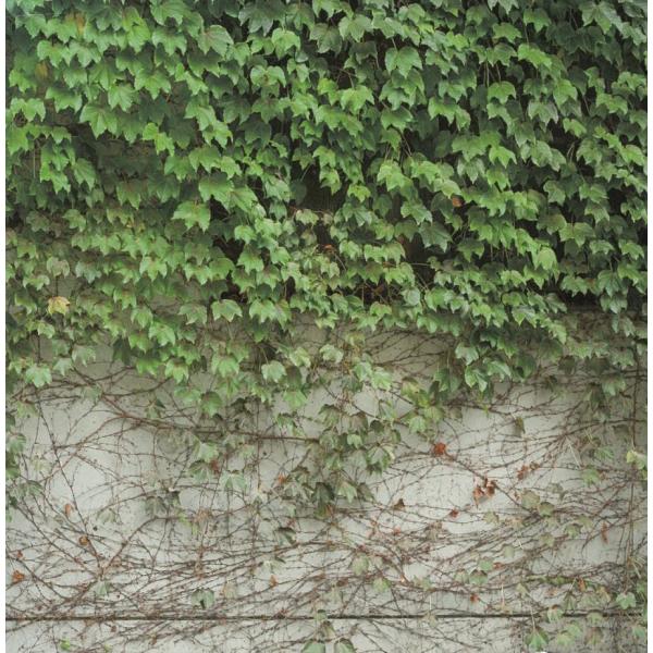 タイトル：　SMASHING ANTHEMSアーティスト：　水樹奈々※中古品ですので、歌詞カードの色褪せ・折れ・汚れなどがある場合がございます