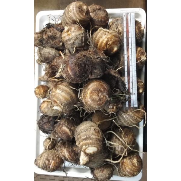 自家用栽培無農薬有機栽培の里芋ウーハンをおすそ分け写真は小芋2.5kgです。土付き親（親も食べれます）付き株ごと5kgでお送りします今年は株が小さめですので、親付き3株ほどで発送です注文後掘りますなるべく株を崩さず（親芋に子芋がついたまま）...