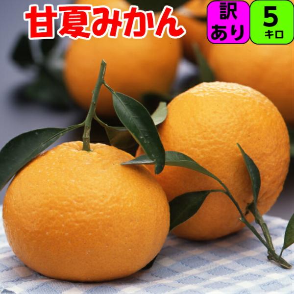 【家庭用】 木成り 甘夏 みかん 5kg 3L〜2Ｌサイズ 混合の場合もあります。多少の傷アリ 送料無料 香りがよく甘味の中に酸味があり、さわやかな甘酸っぱさが楽しめます 木熟 甘夏みかん あまなつ 夏みかん 紀南 紀州 和歌山 もぎたて ...