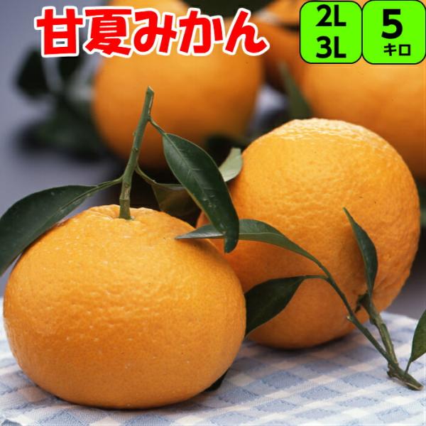 木成り 甘夏  5kg 2L/3Lサイズ 【秀品】 送料無 料香りがよく甘味の中に酸味があり、さわやかな甘酸っぱさが楽しめます。木熟 みかん あまなつ  紀州 和歌山 もぎたて 完熟 濃厚 糖度 甘い 果実 フルーツ 贈答 ギフト