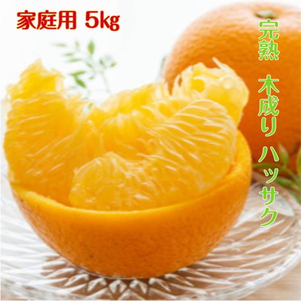 木成り はっさく・八朔【家庭用】 5kg  2L /Lサイズ（混合の場合もあります） 送料無料 和歌山 紀南産 「樹上で熟成」させた 、こだわり農家がつくるみかん。香りがよく 柑酸が調和し 果肉がプリプリで瑞々しいです。和歌山・紀州・紀南・...