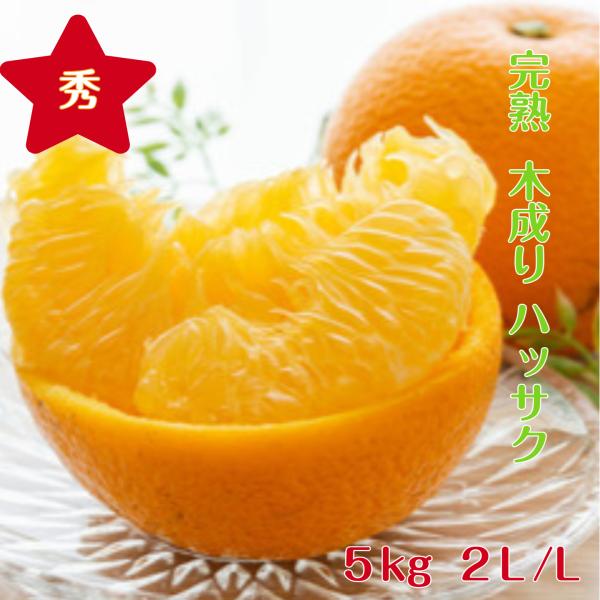 木成り はっさく・八朔【秀品】5kg  ２L/L(中玉)サイズ  送料無料 和歌山 紀南産 ４月・5月頃迄、「樹上で熟成」させた、こだわり農家がつくるみかん。香りがよく、柑酸が調和し 果肉がプリプリで瑞々しいです。ギフトにもおすすめです。和...