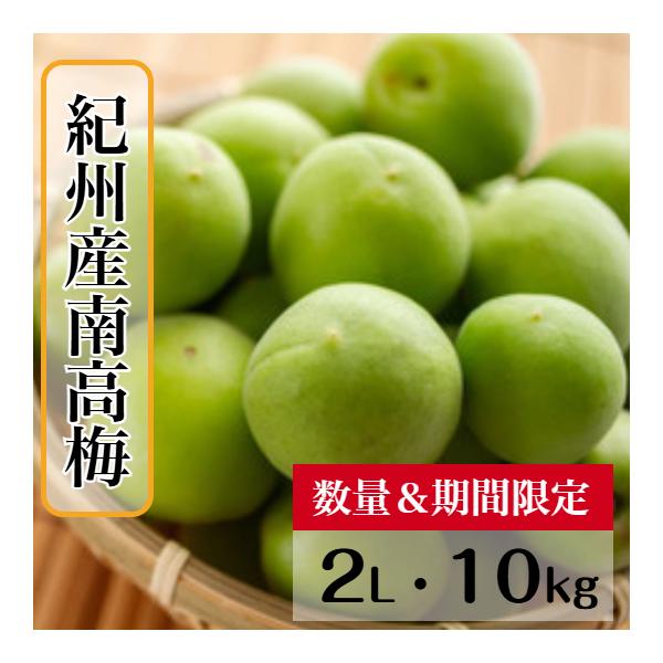 南高梅 (青梅) (生梅) 2L サイズ 10kg 中粒 【秀品】梅干し 梅干し用 梅酒用 梅シロップ ジャム用 梅ジュース 送料無料 和歌山産 紀州産 梅 うめ 梅干のブランド 厳選 手選別 中玉 ギフト 贈答用【検索参考ワード】和歌山・...