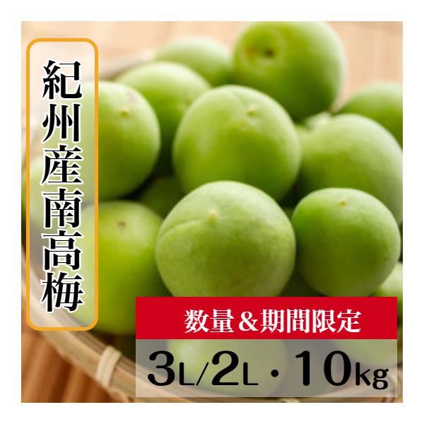 南高梅【青梅】（訳あり） 送料無料 10kg 3L /２Lサイズ （中玉・大玉）（混合の場合もあります） 和歌山県産 紀州南高梅（生梅） 雹（ひょう）被害・枝や葉などのスレ傷が入っています。梅酒・梅シロップ・梅サワーに最適です。本場 南高梅...
