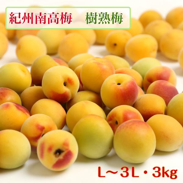 和歌山県産 紀州南高梅 【樹熟梅・中熟 】3kg  3L 〜Ｌサイズ (混合の場合もあります) （A級品とB級品の混合です） 送料無料 産地直送 予約販売 生梅 朝採り 新鮮 梅干し・梅酒・梅シロップ・梅ジュース作りに最適です。厳選した 本...