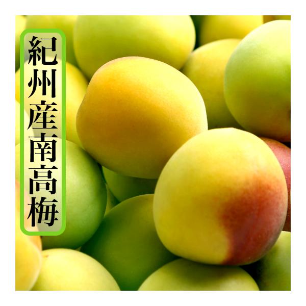 南高梅 【樹熟梅】 送料無料 ５kg 2L サイズ （中粒） 和歌山県産 紀州南高梅（生梅） 多少の傷のある梅が入ります。梅酒・梅干し・梅ジュース・梅ジャムに最適です。本場 南高梅をお届けいたします。和歌山・紀州・紀南・みなべ・田辺・南高梅...